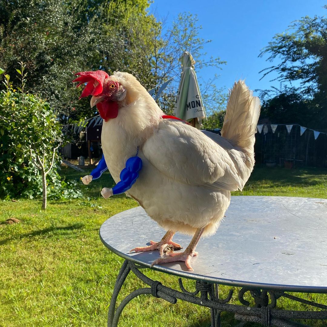 Cluck Kent - Super Chicken Arms – Super Cluck Co.