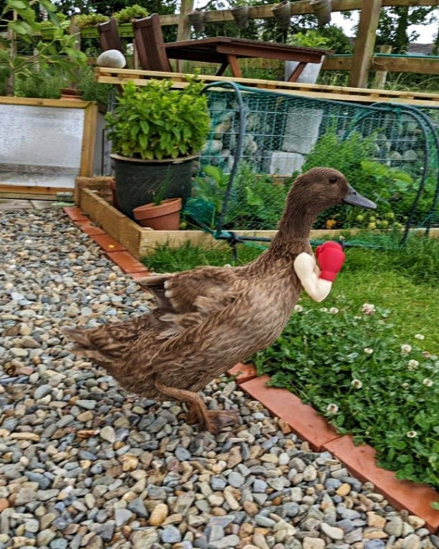 Clucky Balboa - Super Chicken Arms – Super Cluck Co.