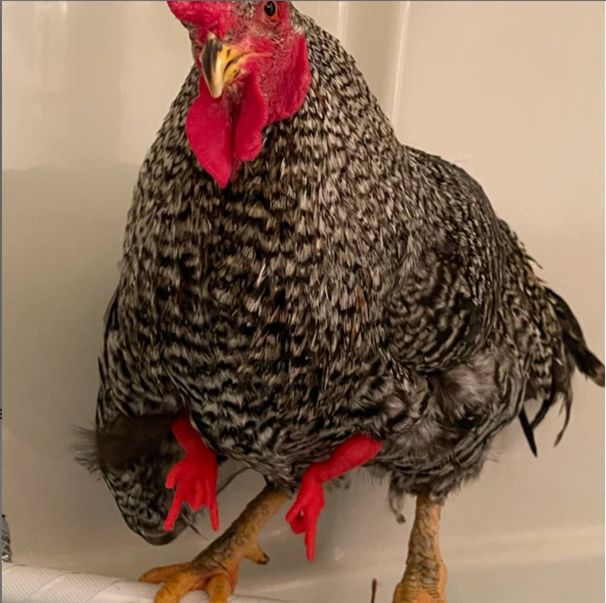 Spidey Cluck - Super Chicken Arms – Super Cluck Co.